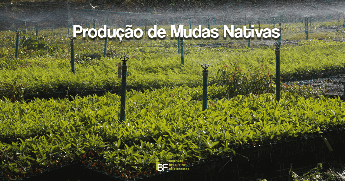 Produção de Mudas Nativas - IBF