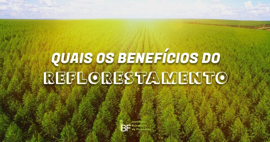 Quais os benefícios do reflorestamento? - IBF