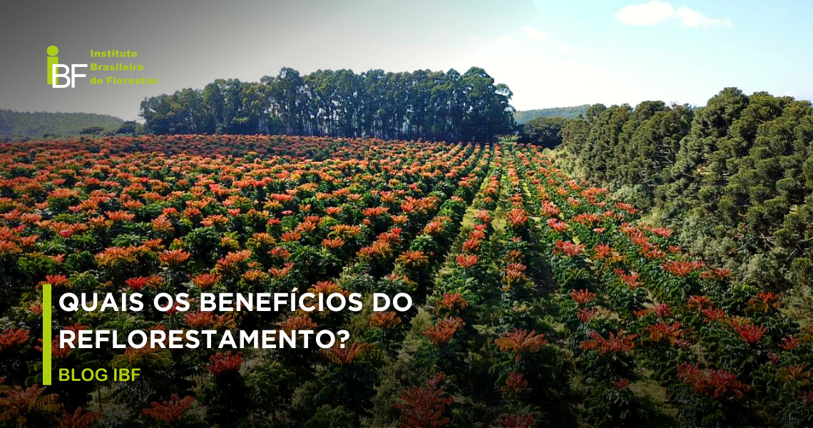 Quais os benefícios do reflorestamento? - IBF