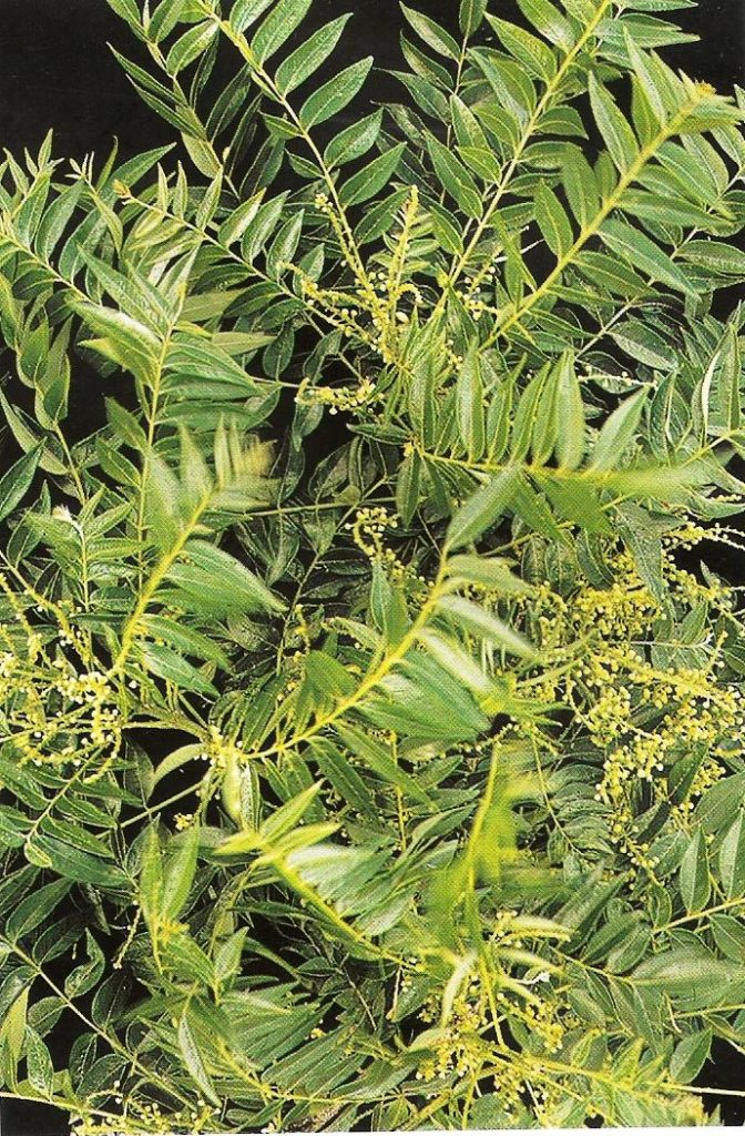 Timbó - Instituto Brasileiro de Florestas