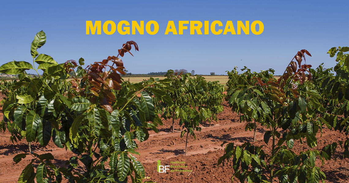 Mogno Africano - IBF