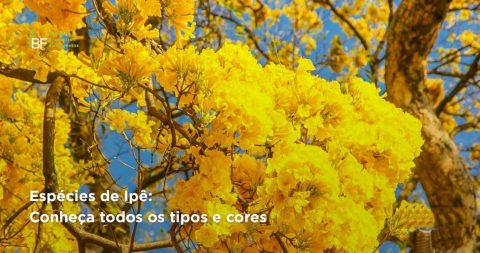 Espécies de Ipê: conheça todos os tipos e cores - IBF