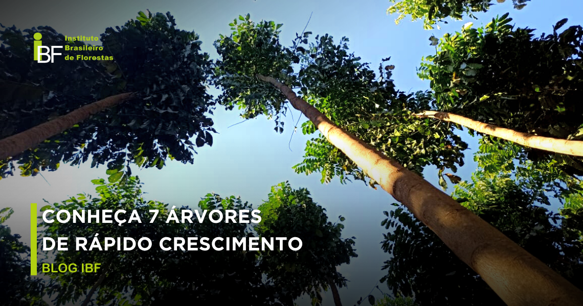 árvore Que Cresce Rápido - FDPLEARN