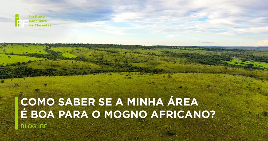 Como saber se a minha área é boa para plantar Mogno Africano?