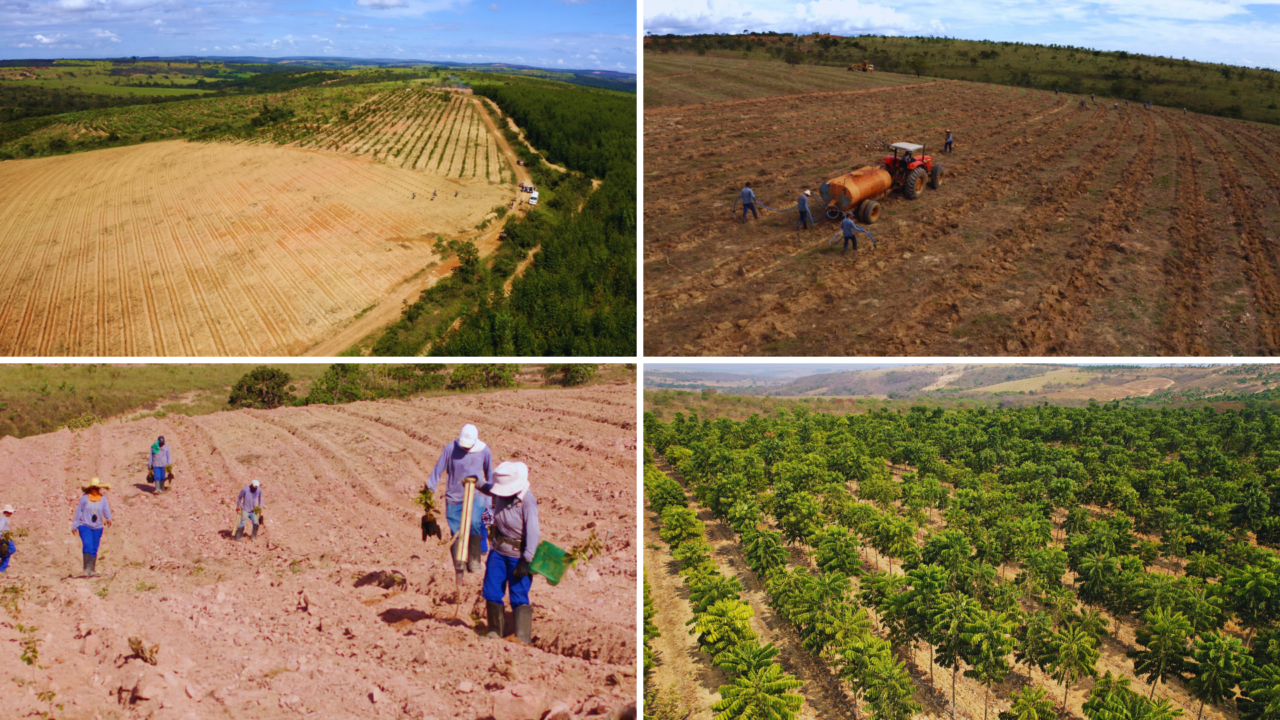 Cedro Rosa - Instituto Brasileiro de Florestas
